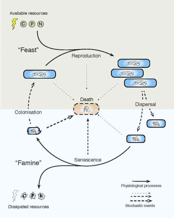 A major advance in understanding the aging process: the Escherichia ...