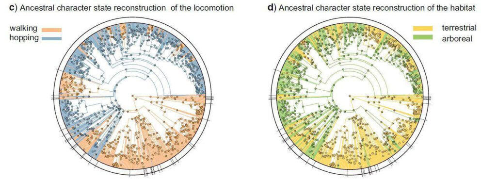 New publication - To jump or not to jump? The answer lies in bird trees ...