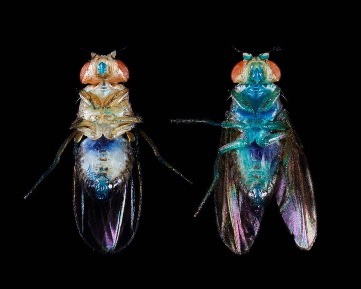 [RESEARCH] The CRI Reseach Collaboratory announces the appointment of ...