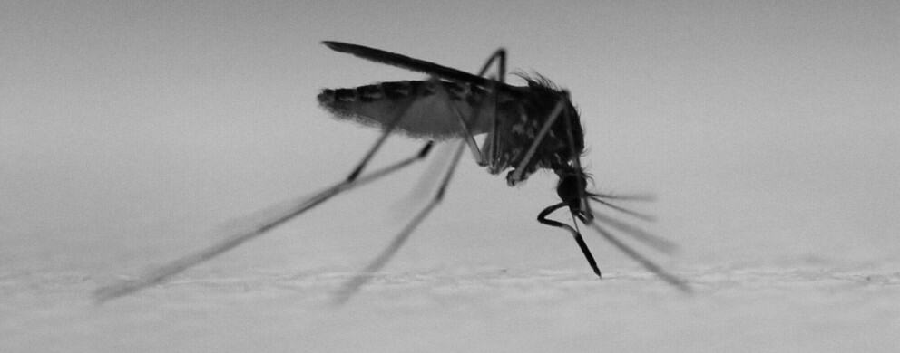 [eLife press release] New tool imitates human skin for detailed study ...